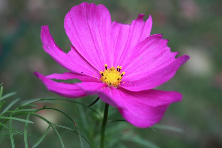 On Catkins, Cosmos, and Creativity – Chronicles of the Open Hearted